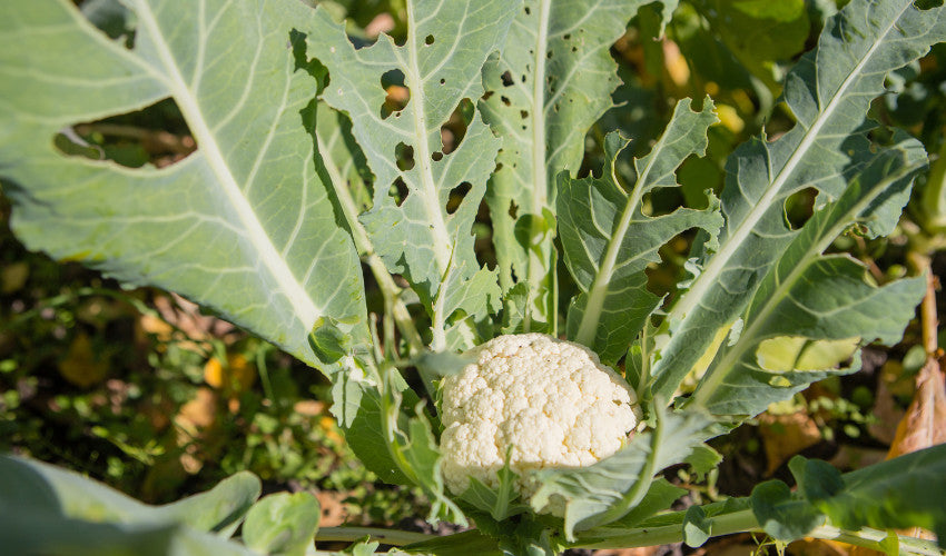 Protecting Your Garden from Summer Pests Naturally